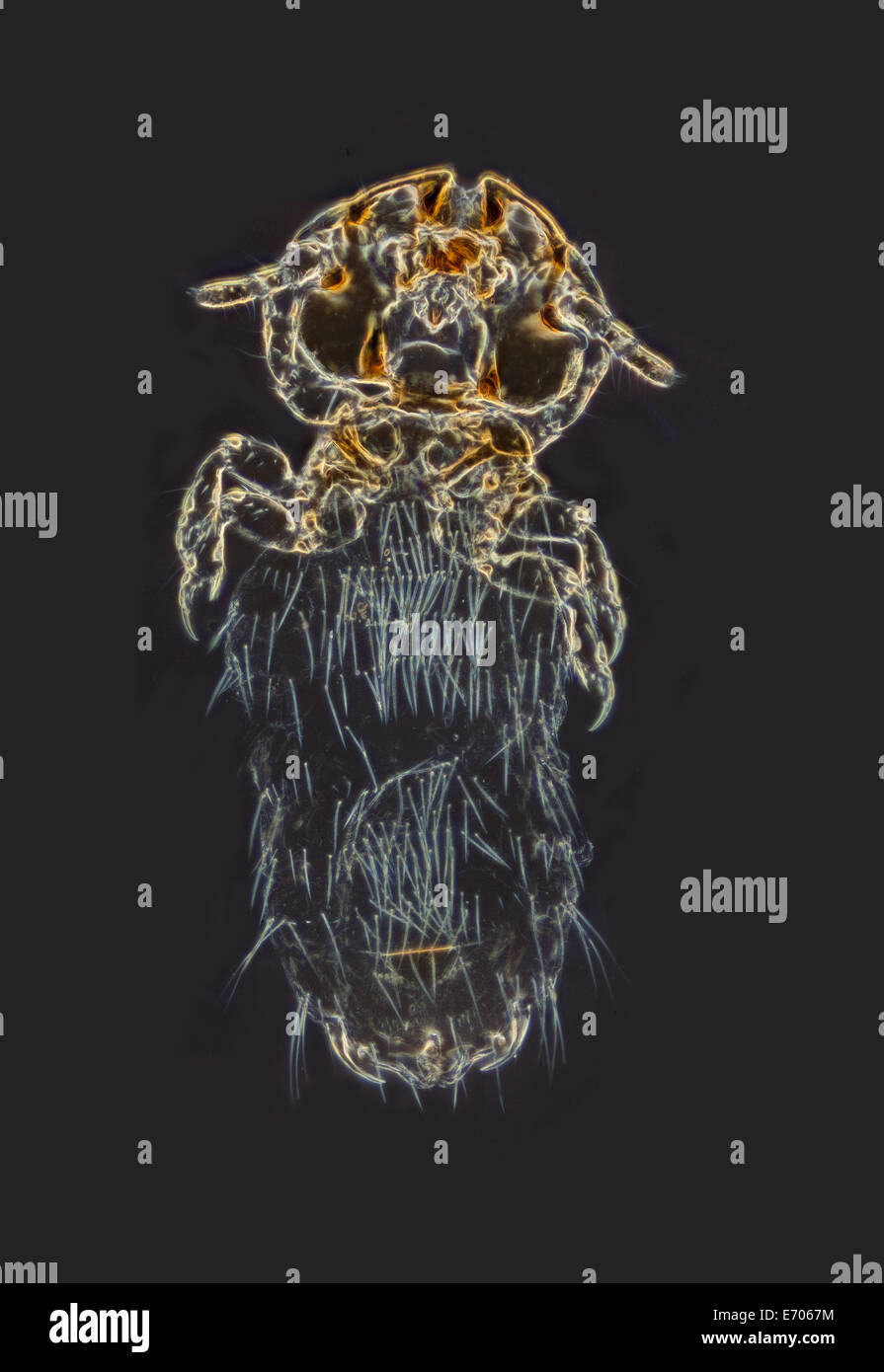 Parasite itch scratch canine fur dog louse trichodectes canis hi-res ...