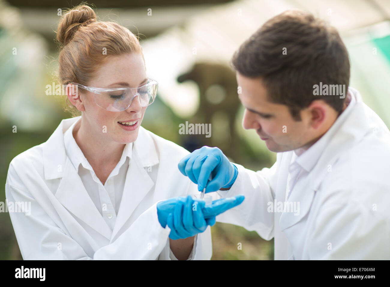 Male and female scientists looking at leaf sample in petri dish Stock ...