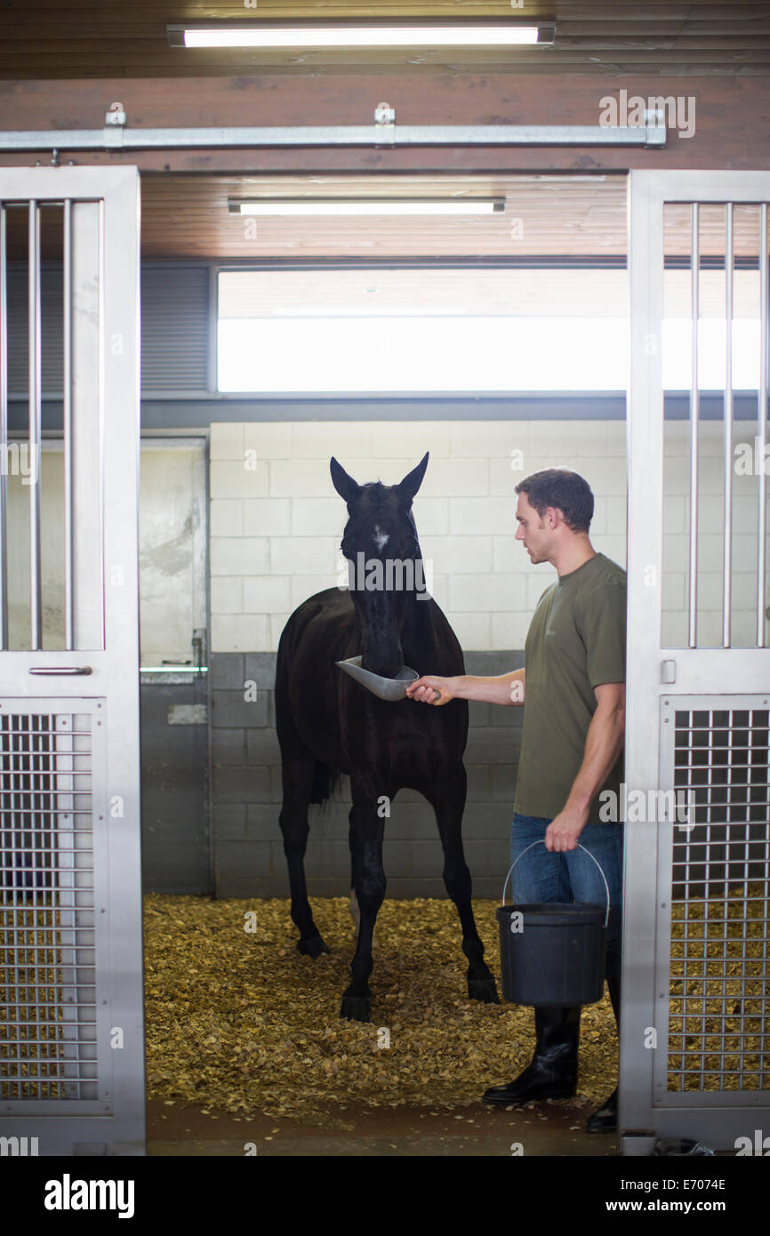 Male stablehands feeding black horse in stables Stock Photo - Alamy