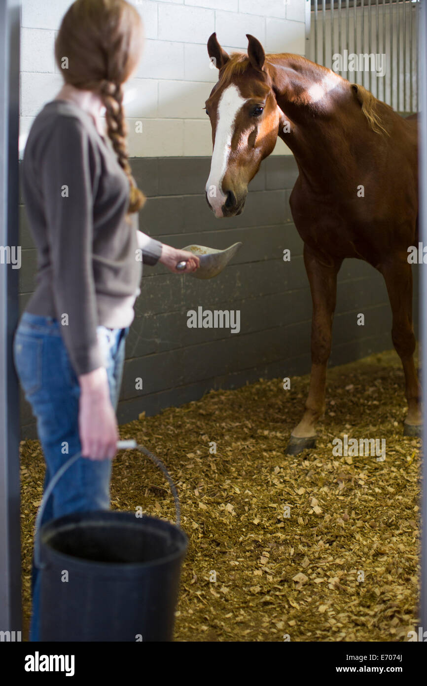 Female stablehand feeding horse in stables Stock Photo - Alamy