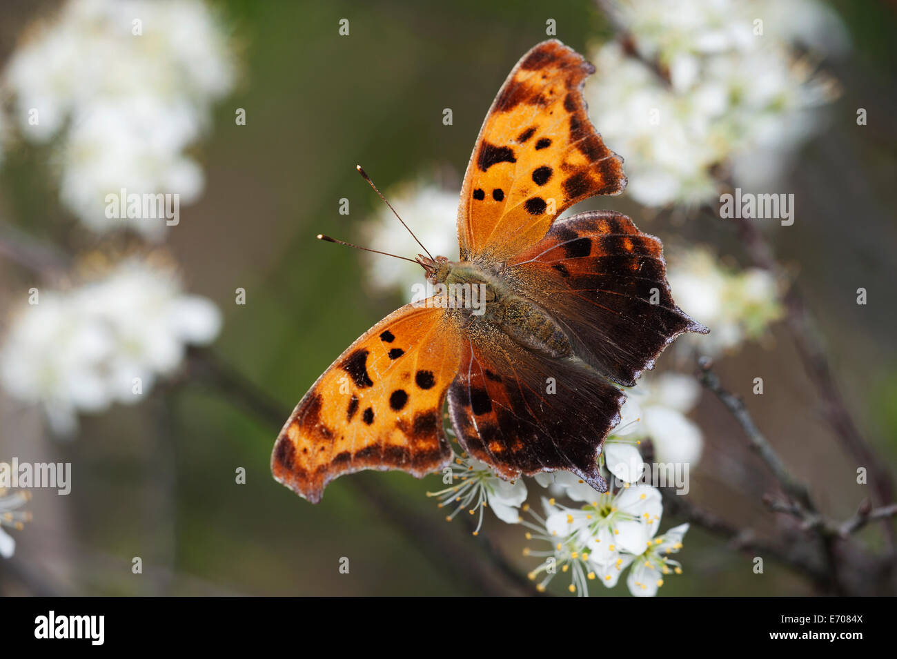 Question mark butterfly nectaring on beach plum hi-res stock ...