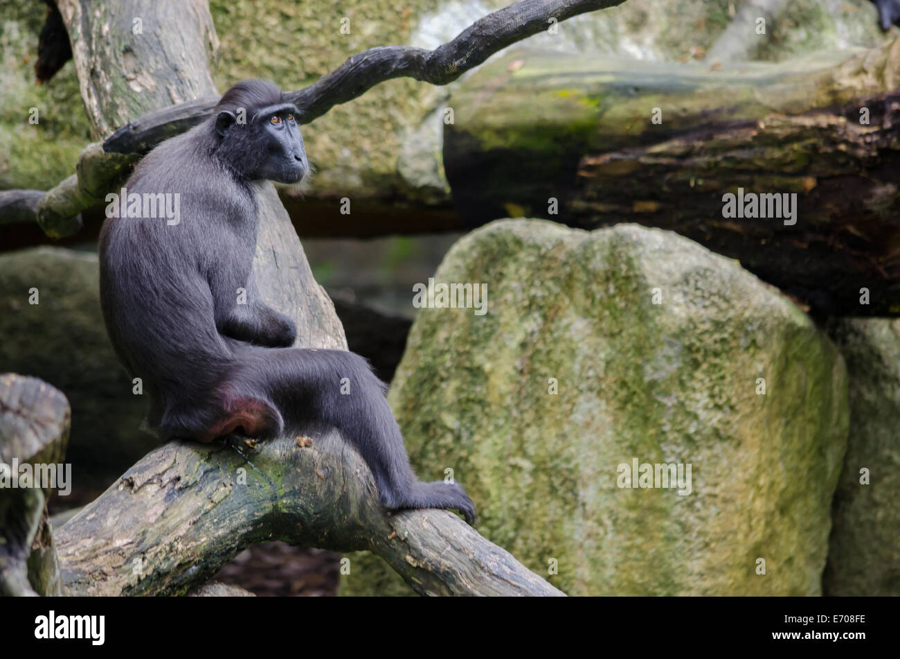 Sad looking monkey hi-res stock photography and images - Alamy