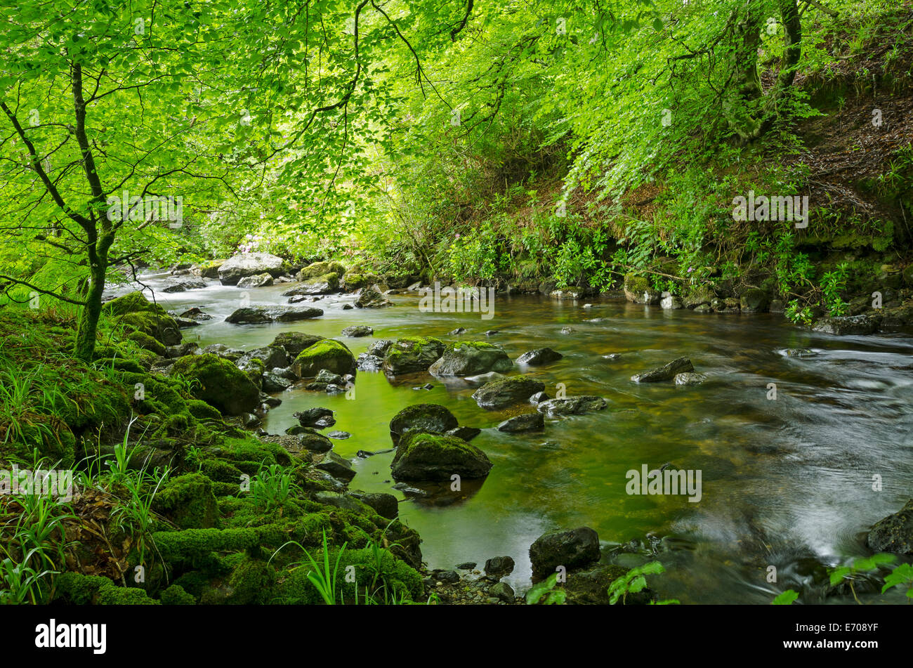 rocky stream in the woods Stock Photo - Alamy