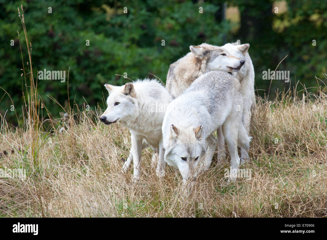 A landscape view of a pack of Grey Wolves Stock Photo - Alamy