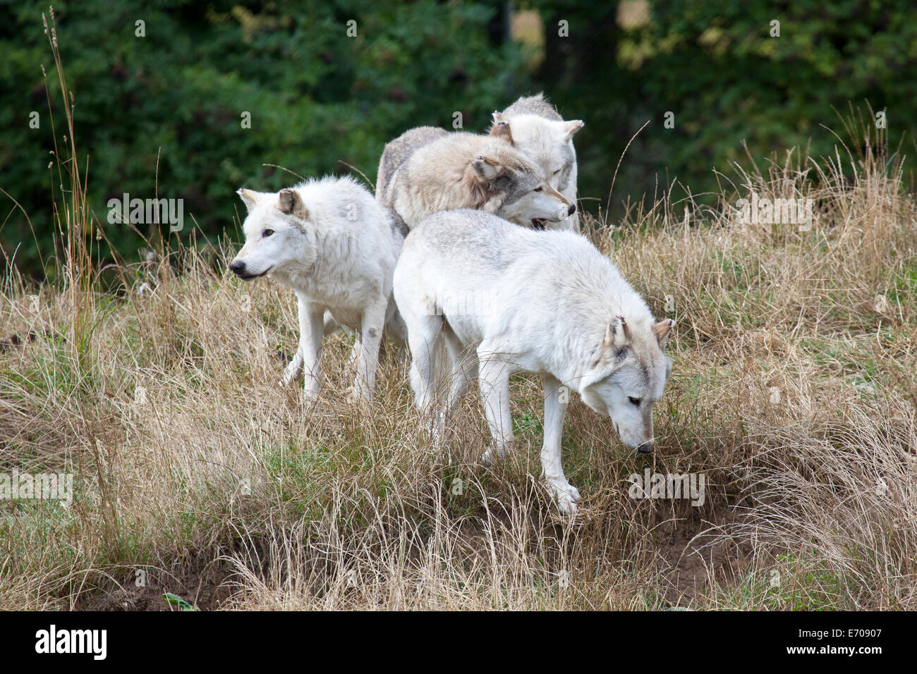 A landscape view of a pack of Grey Wolves Stock Photo - Alamy