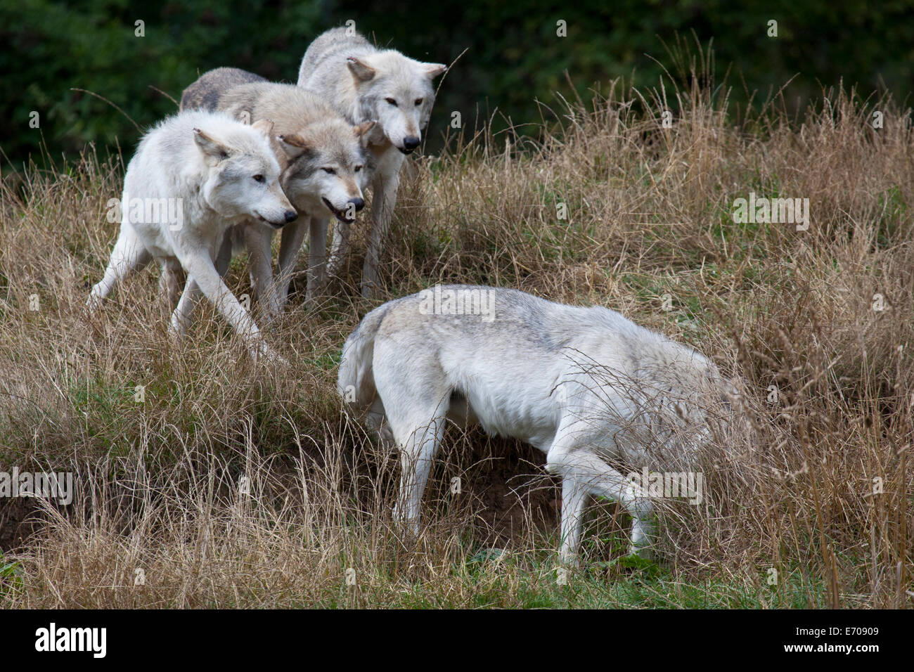 A landscape view of a pack of Grey Wolves Stock Photo - Alamy