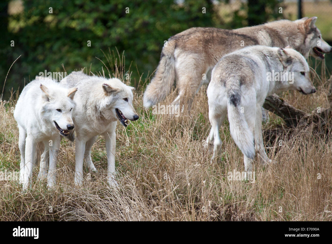 A landscape view of a pack of Grey Wolves Stock Photo - Alamy