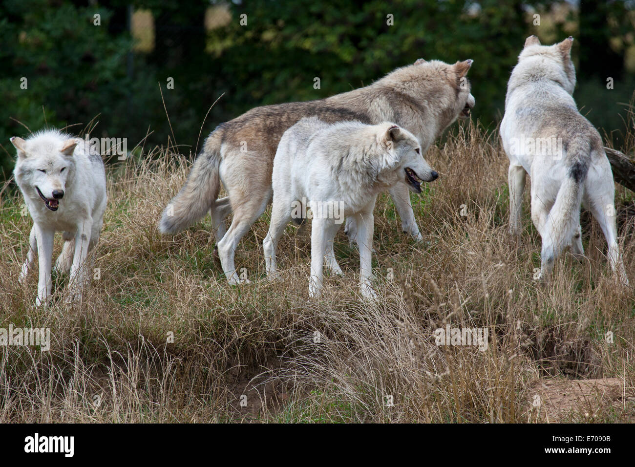 A landscape view of a pack of Grey Wolves Stock Photo - Alamy