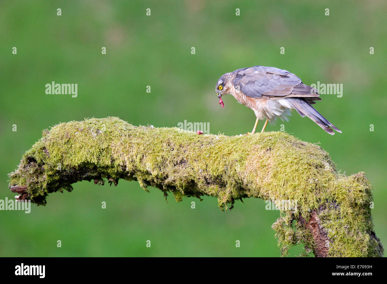 Sparrowhawk devours its target prey while perched on the moss covered ...