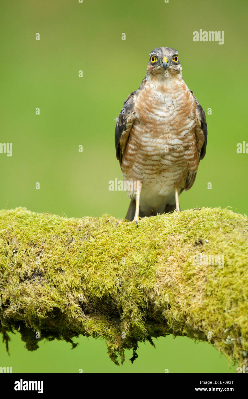 Sparrowhawk raptor hi-res stock photography and images - Alamy