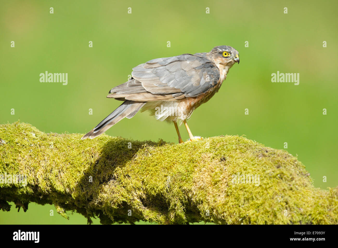 Sparrowhawk casts a wary eye in the direction of the camera as it hears ...