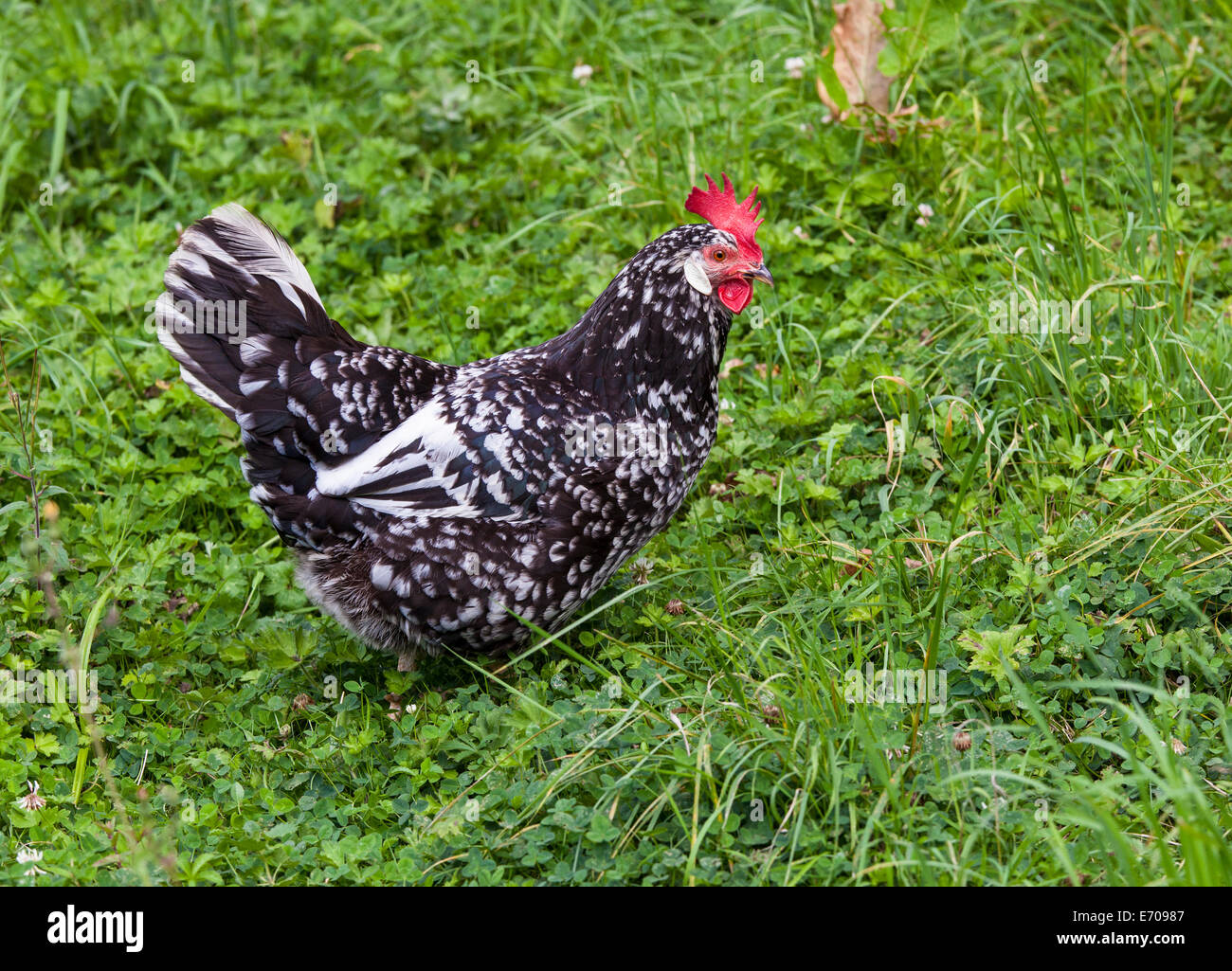 Pictures Of Black And White Chickens at Ernie Gill blog