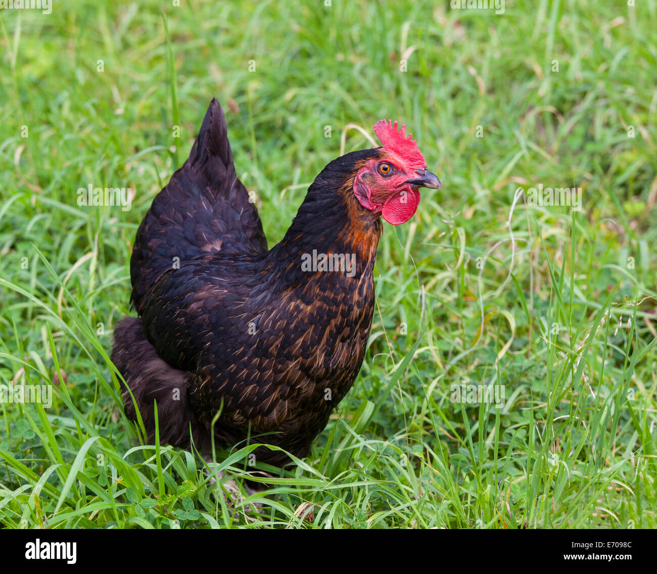Farming hen hi-res stock photography and images - Alamy