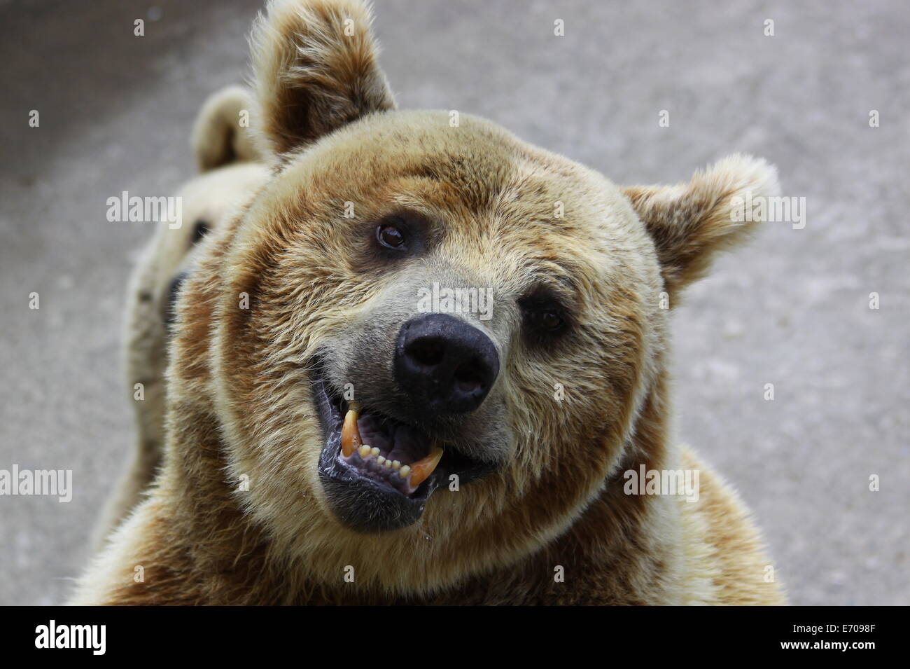 Aggressive Bear Angry Bear Bear High Resolution Stock Photography and ...