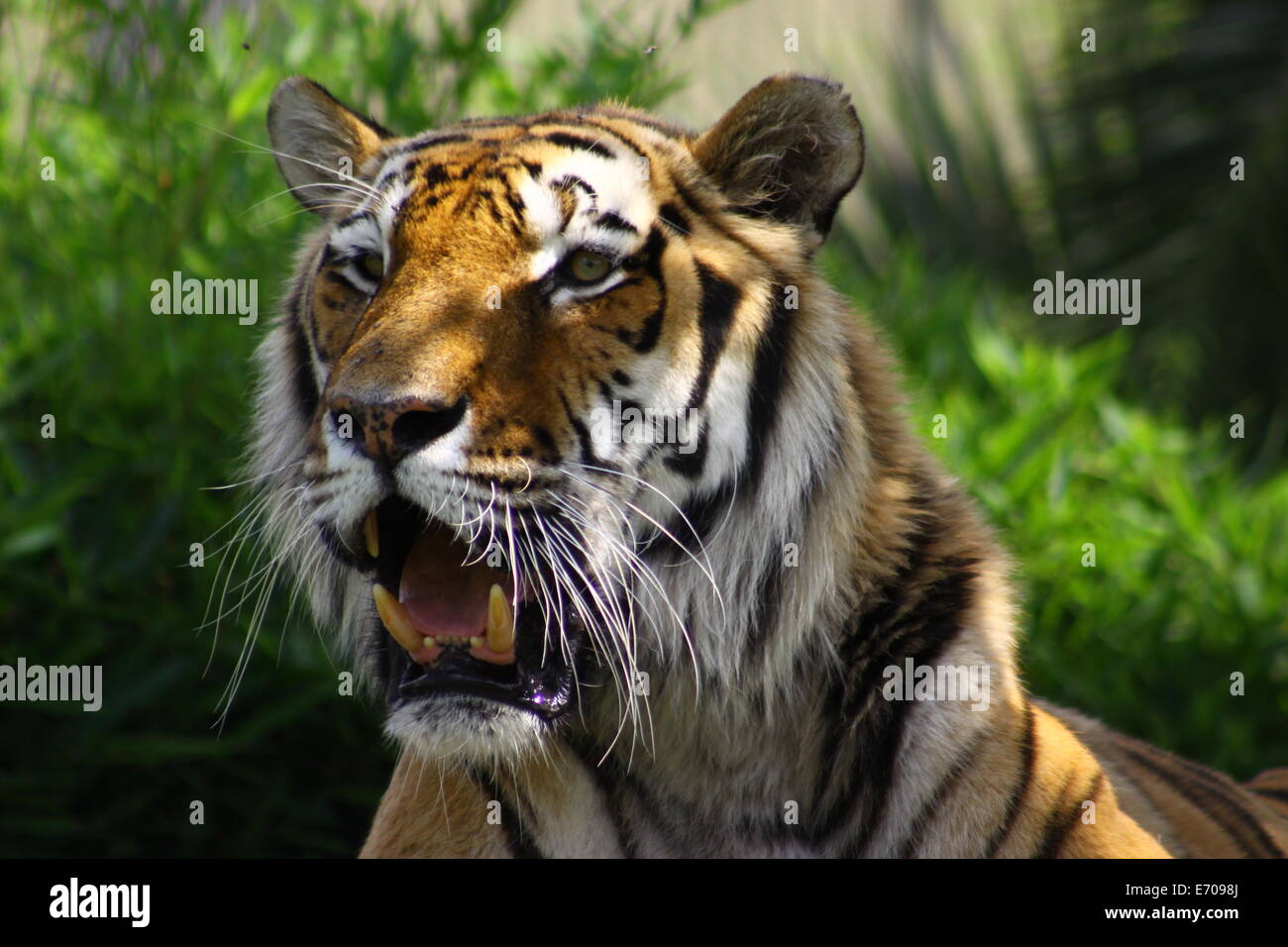 Angry tiger hi-res stock photography and images - Alamy