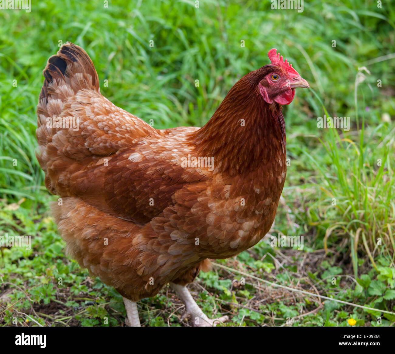 Chicken beak open hi-res stock photography and images - Alamy