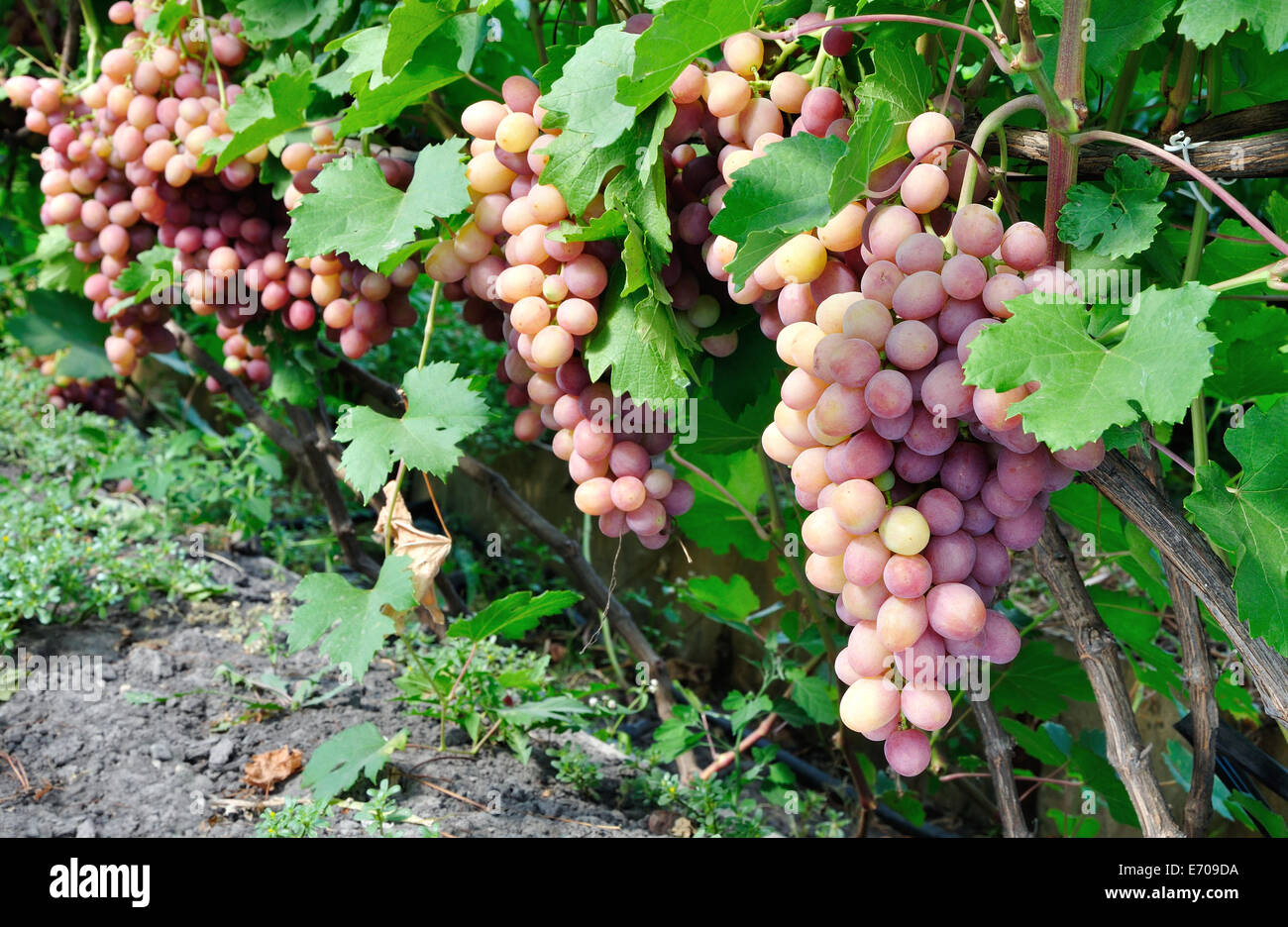 Row of pink grape with much fruits Stock Photo - Alamy
