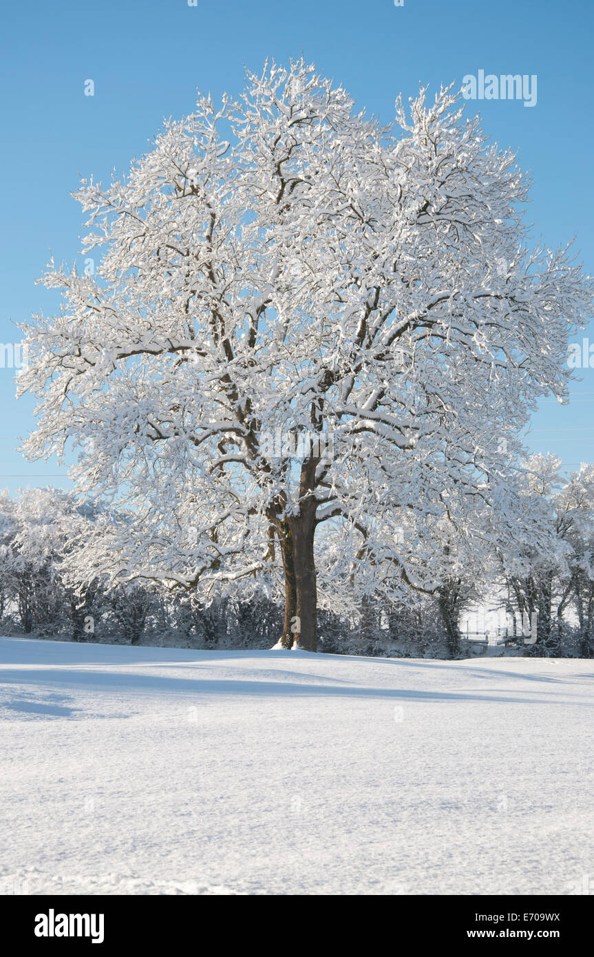 Portrait of a large tree in a field covered in snow with blue sky Stock ...