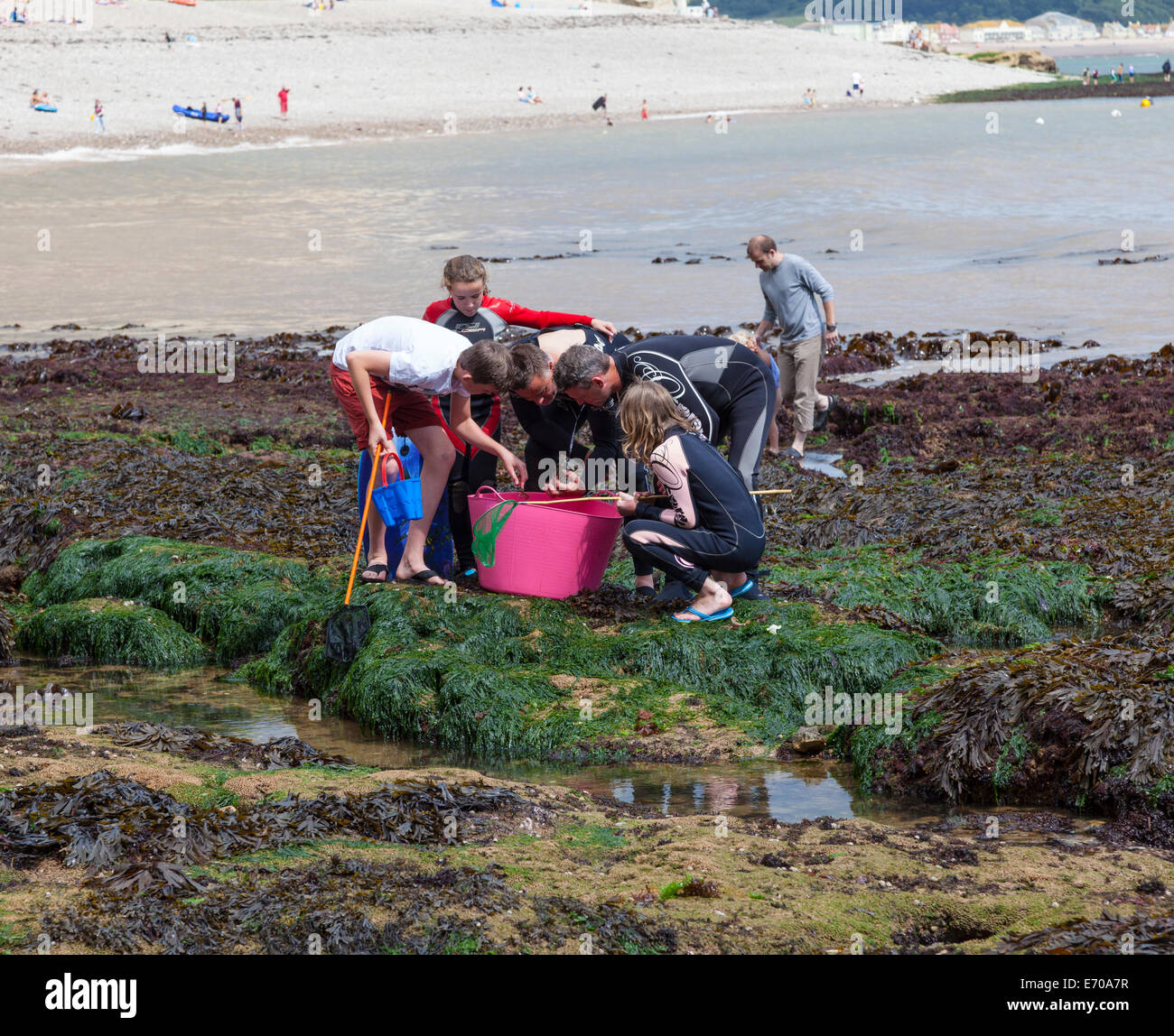 Group exploring rock pools Stock Photo - Alamy
