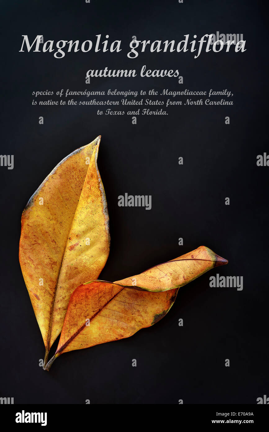 Fall magnolia leaves hi-res stock photography and images - Alamy