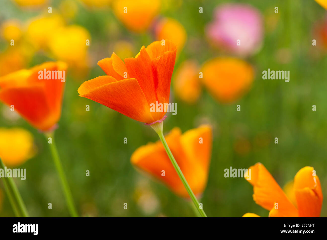 Orange california poppy hi-res stock photography and images - Alamy