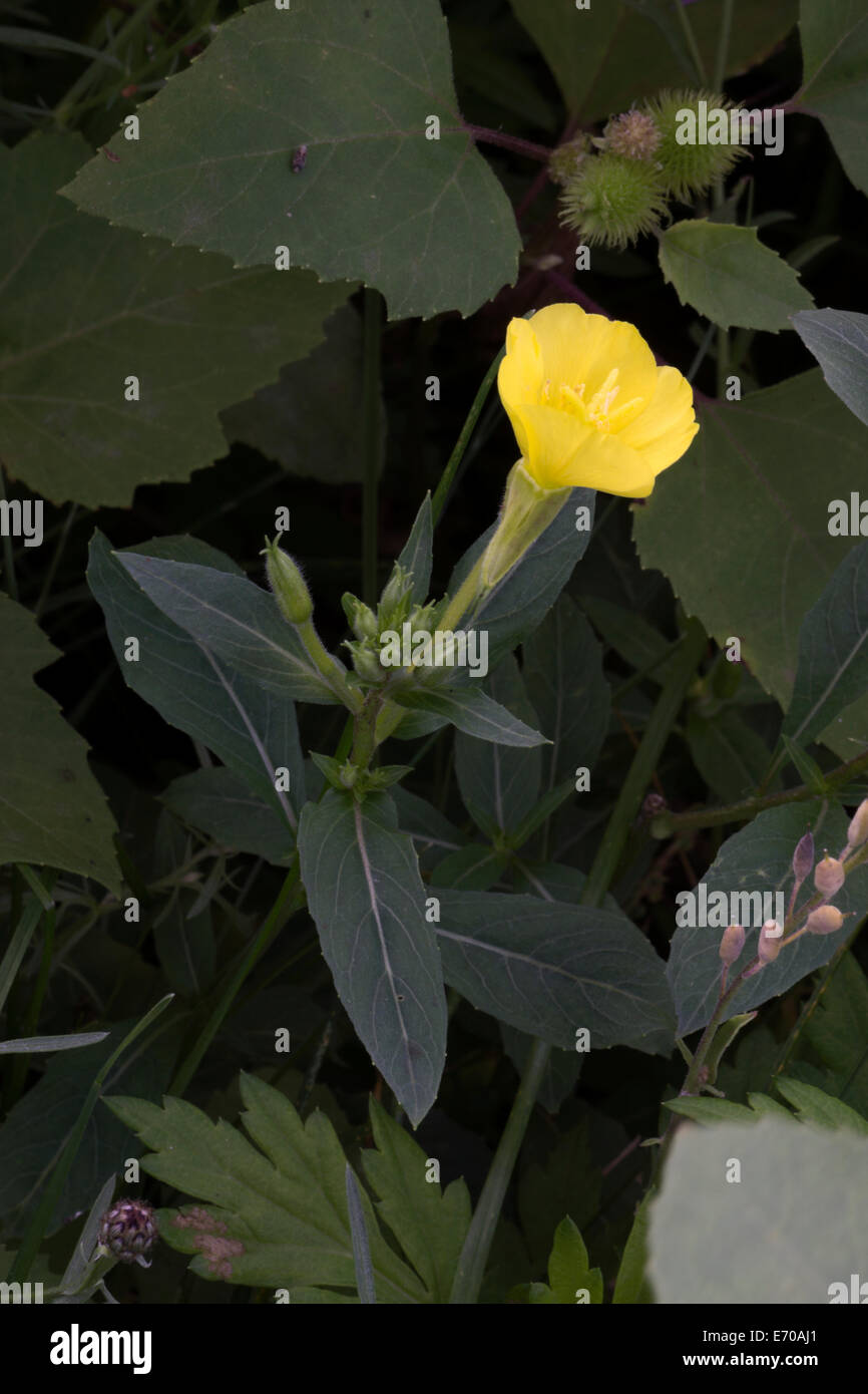 Primrose fall hi-res stock photography and images - Alamy