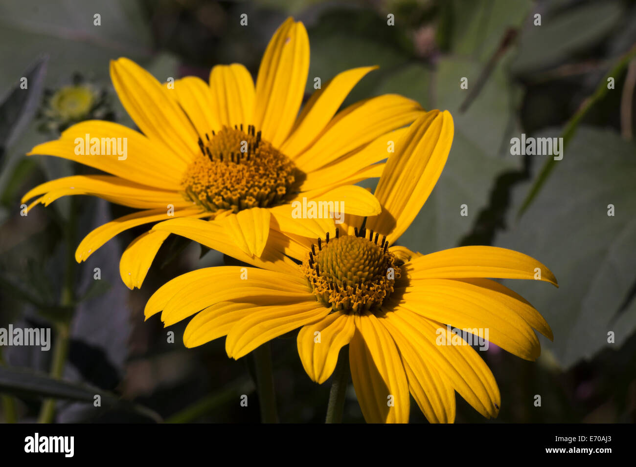False (Ox-eye) sunflower near the White River in Montague, MI, USA ...