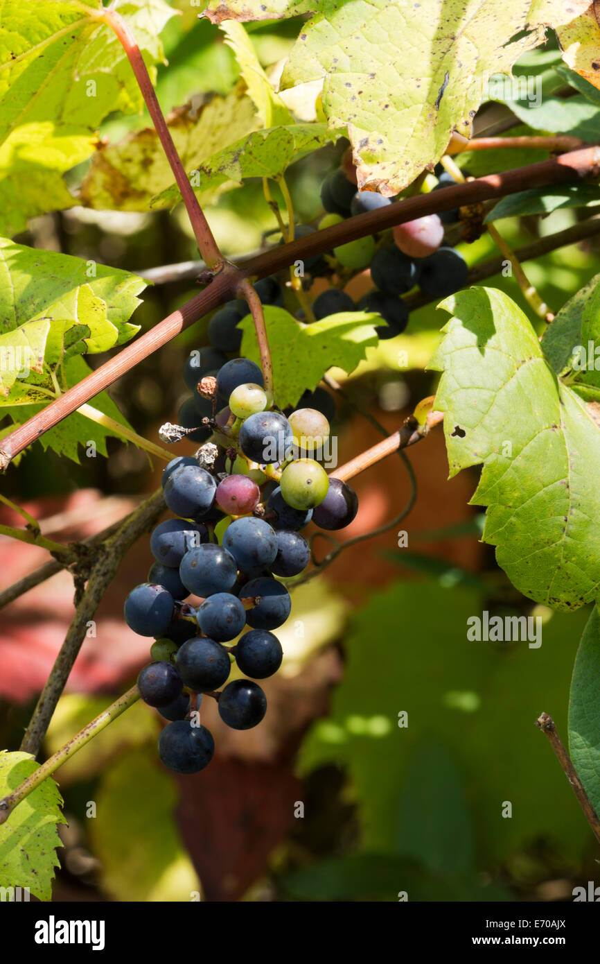 Grapes plants hi-res stock photography and images - Alamy