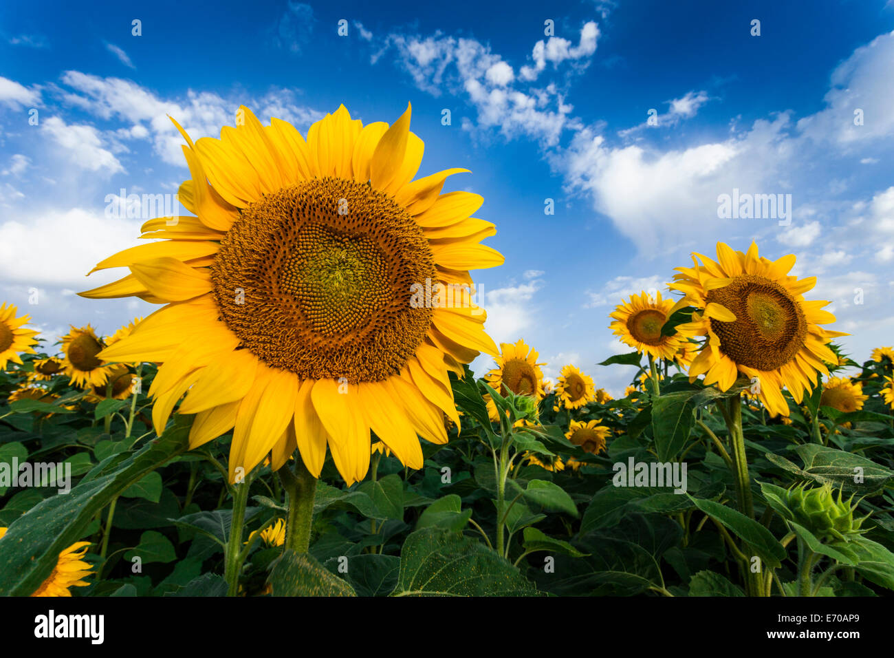 Beautiful sunflower field under hi-res stock photography and images - Alamy