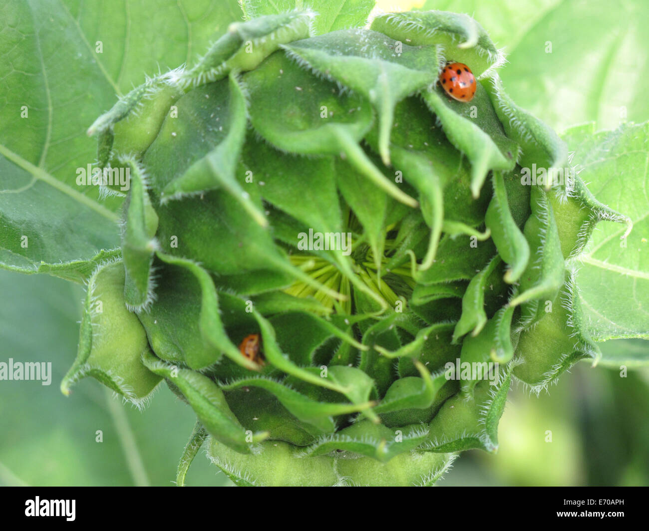 Close-up of green sunflower with ladybugs Stock Photo - Alamy
