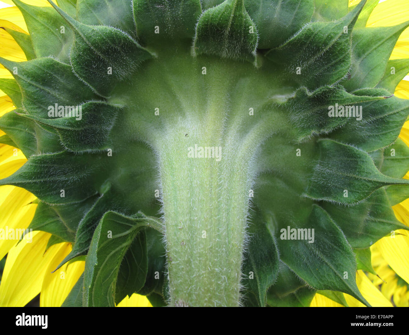Back of petal color hi-res stock photography and images - Alamy