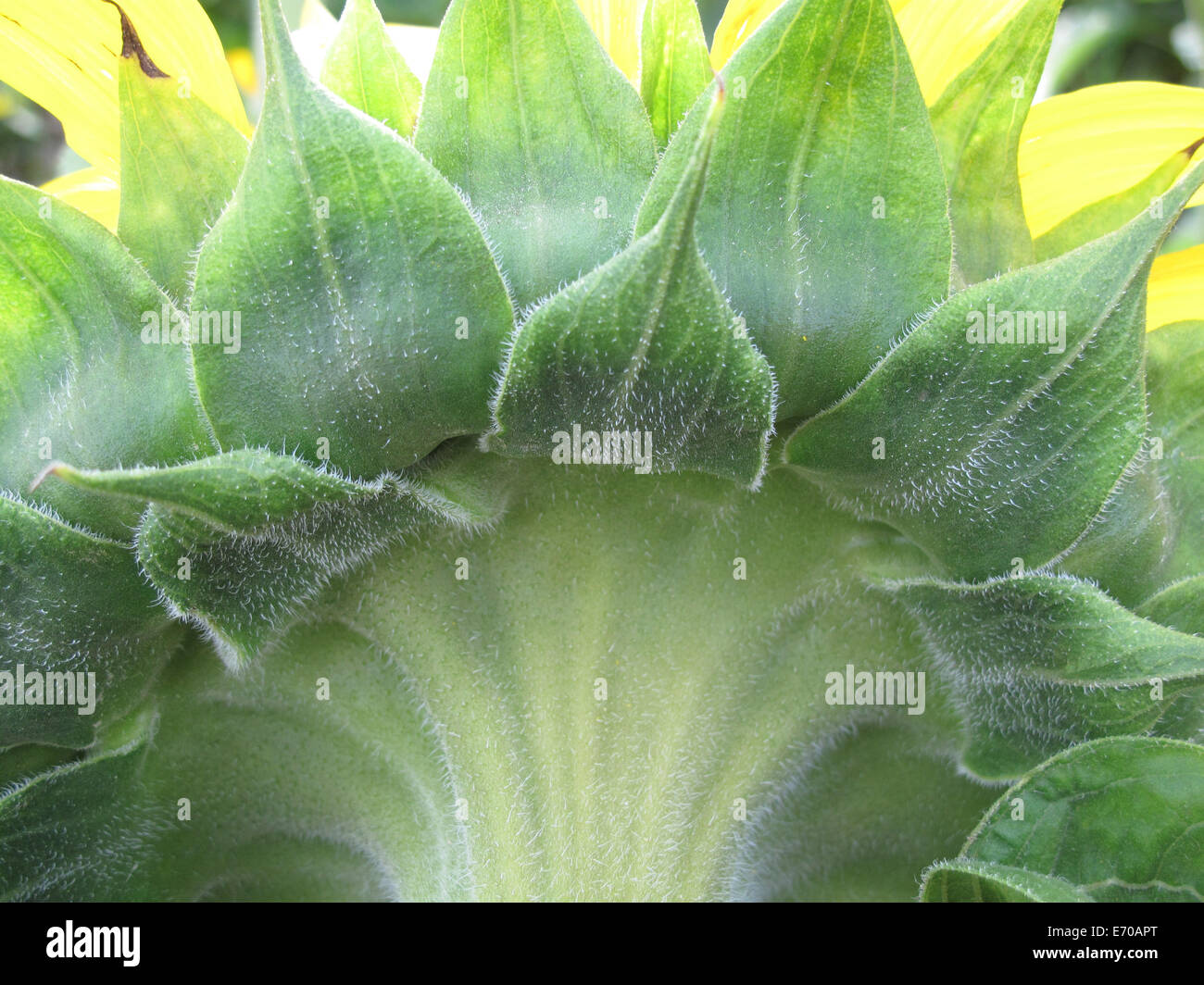 close-up shot of the sunflowers back Stock Photo - Alamy