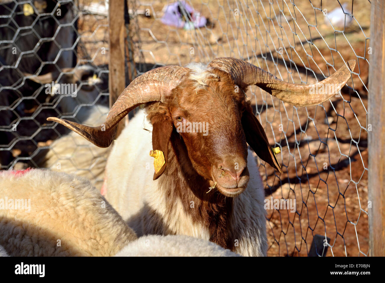 Ram horns hi-res stock photography and images - Alamy