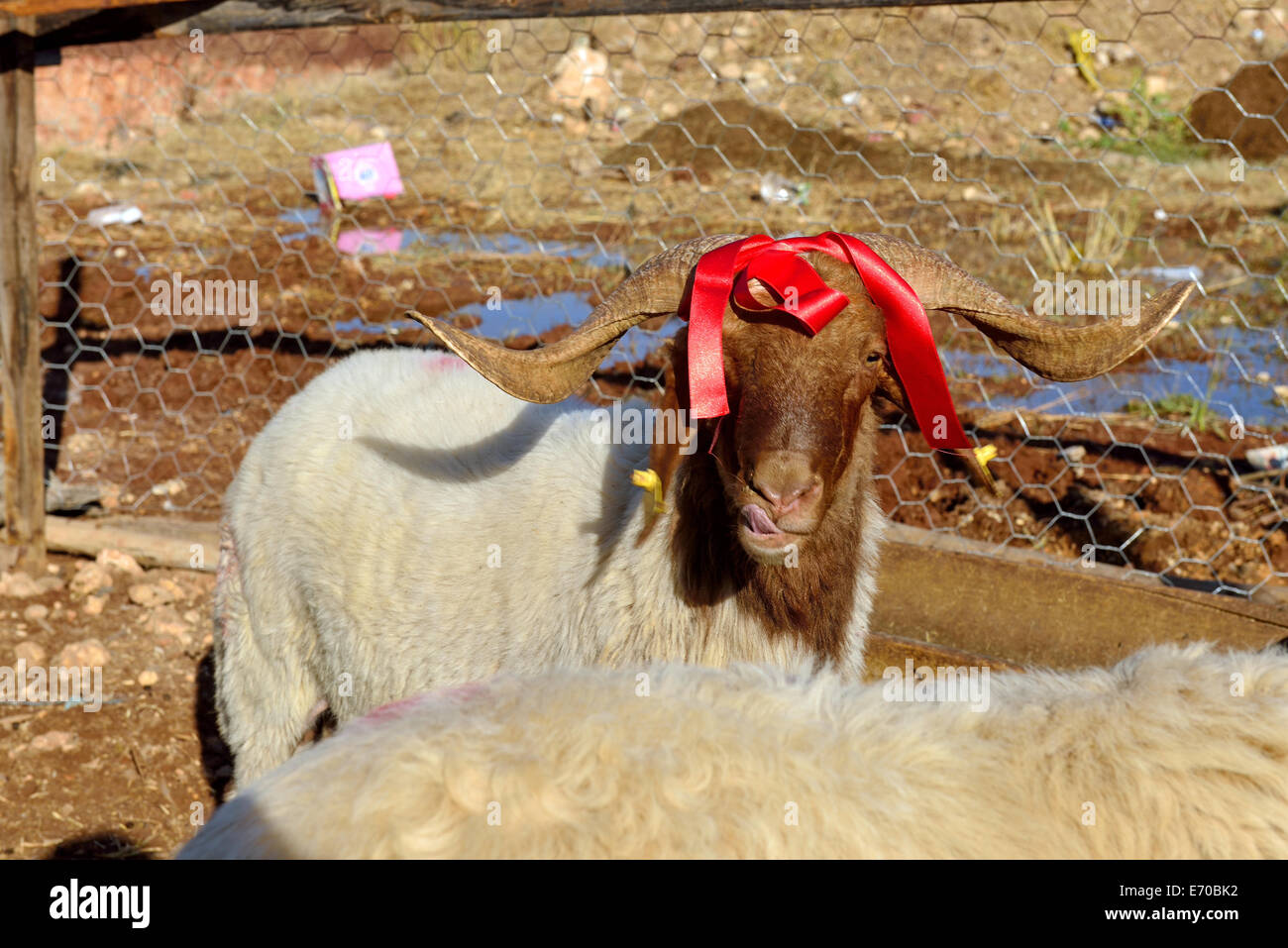 Sheep sacrifice hi-res stock photography and images - Alamy