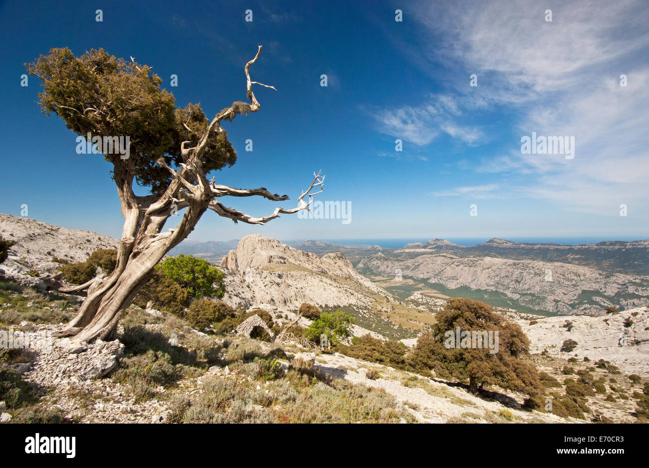 Old juniper tree in the Supramonte mountains, near Dorgali and Orgosolo ...