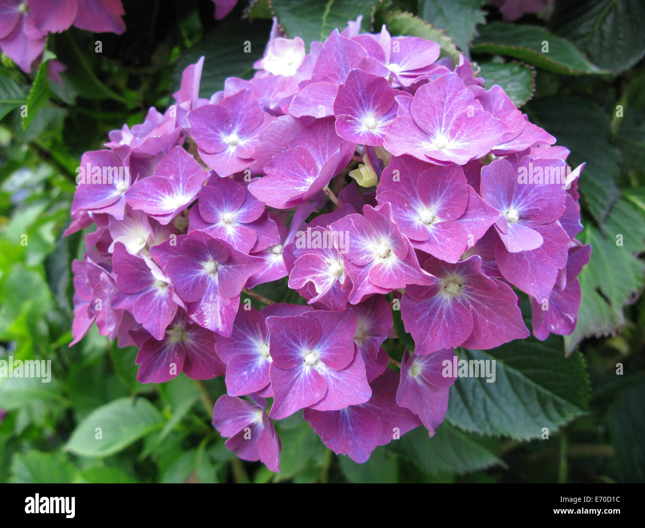 Pink / purple Hydrangea plant Stock Photo - Alamy