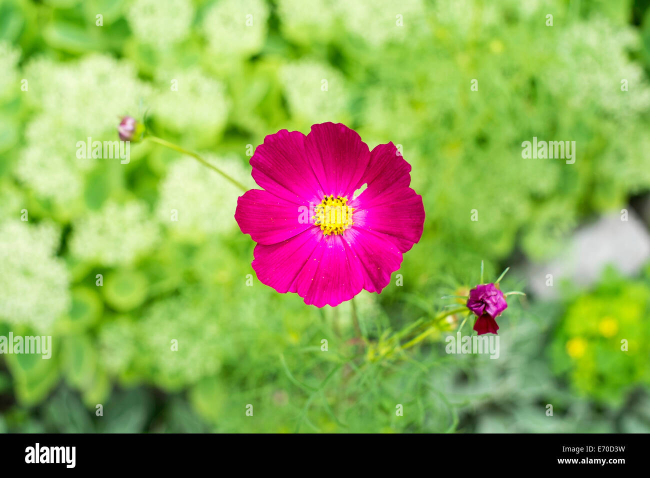 Flower, Osiny, Poland Stock Photo - Alamy
