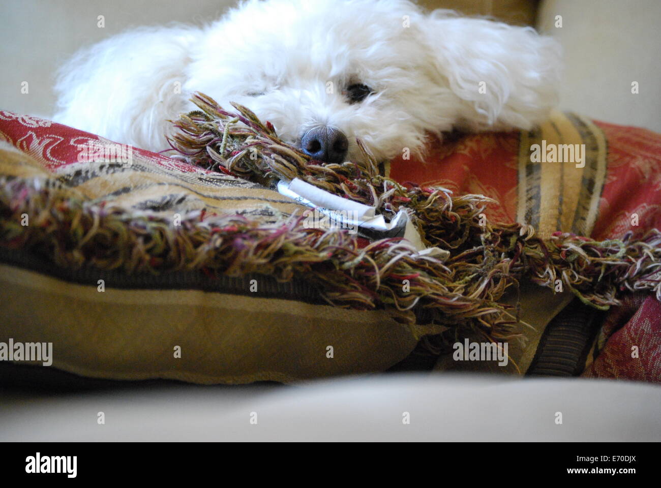 Tired animal hi-res stock photography and images - Alamy