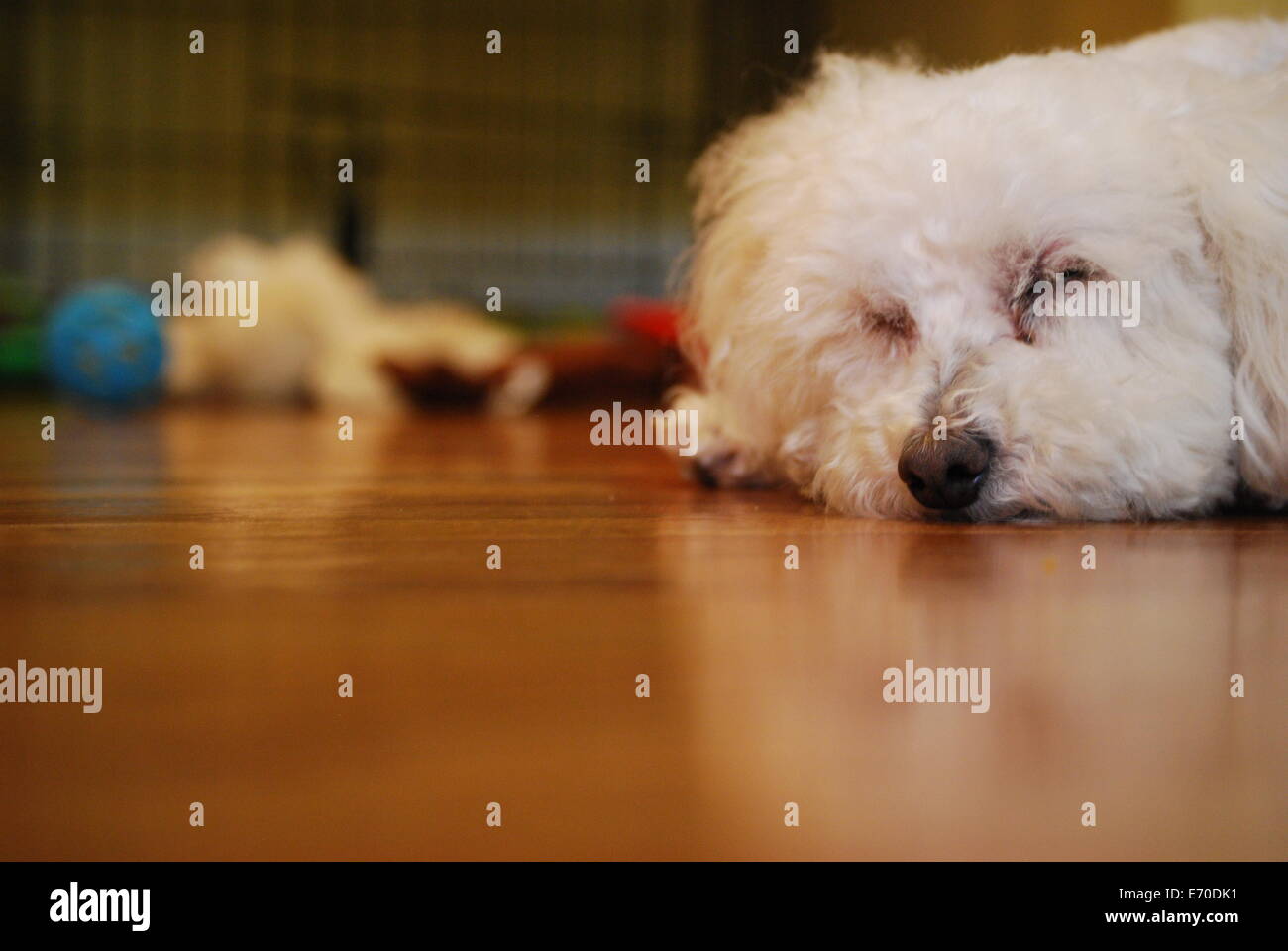 Funny sleeping dog hi-res stock photography and images - Alamy