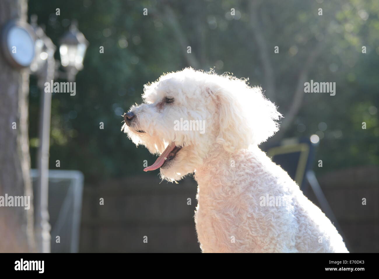 Yell yelling hi-res stock photography and images - Alamy