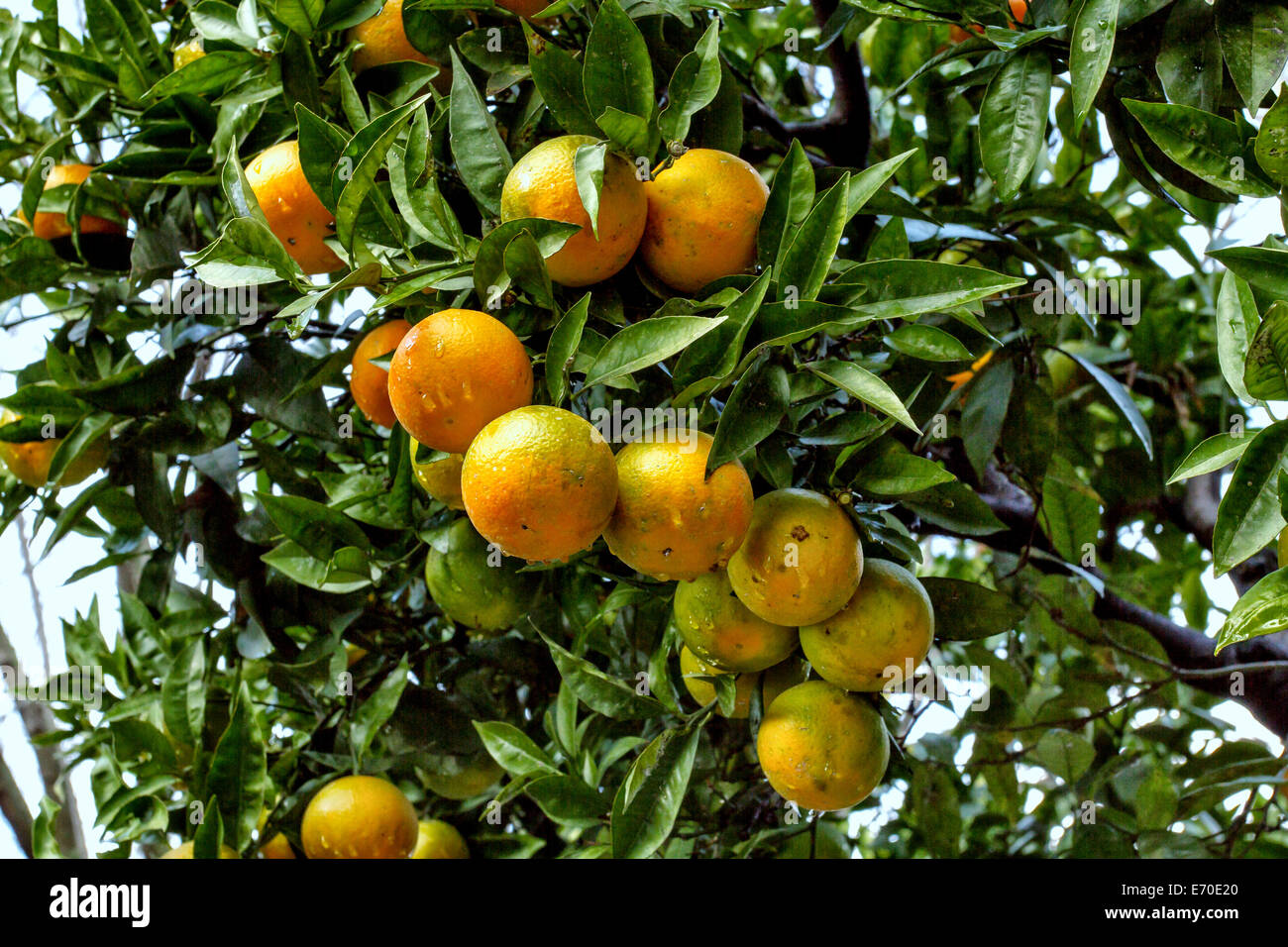branch orange tree fruits green leaves Stock Photo - Alamy