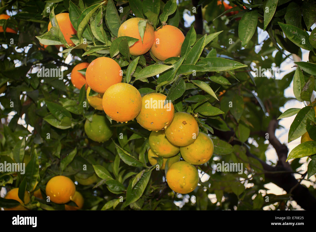 branch orange tree fruits green leaves Stock Photo - Alamy