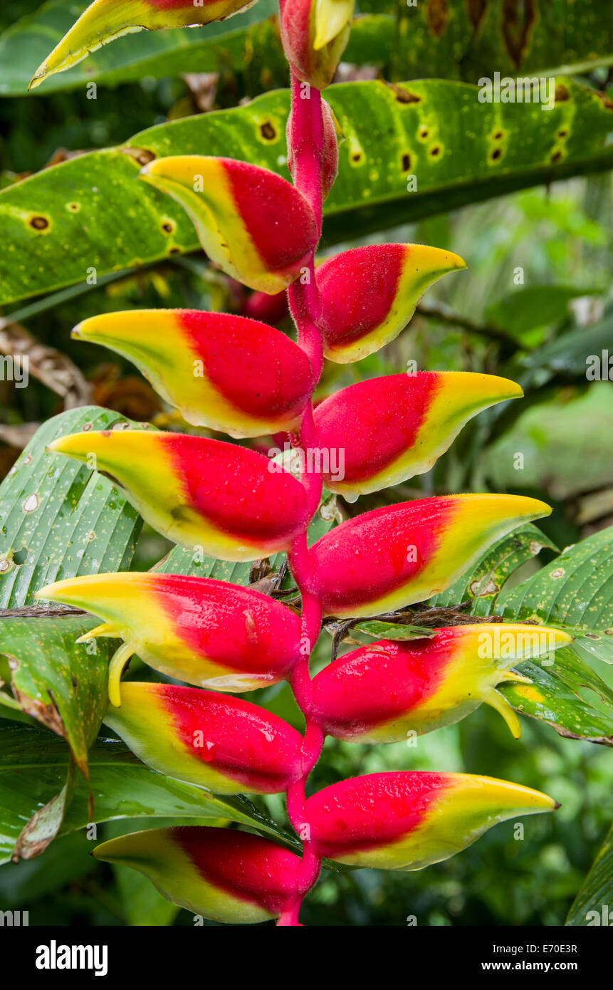 Heliconias flowers in rain forest hi-res stock photography and images ...