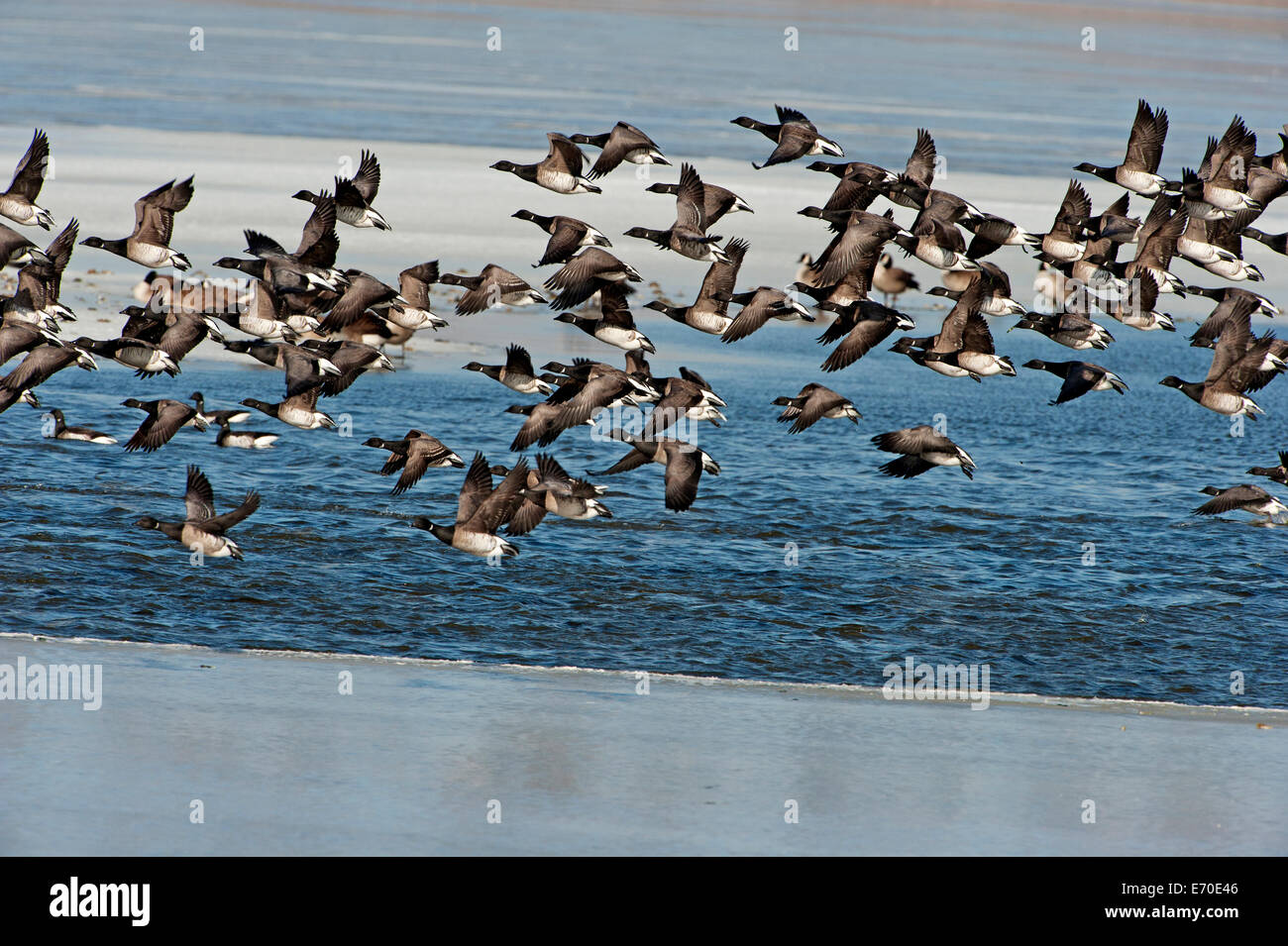 Atlantic brant flock in flight Stock Photo - Alamy