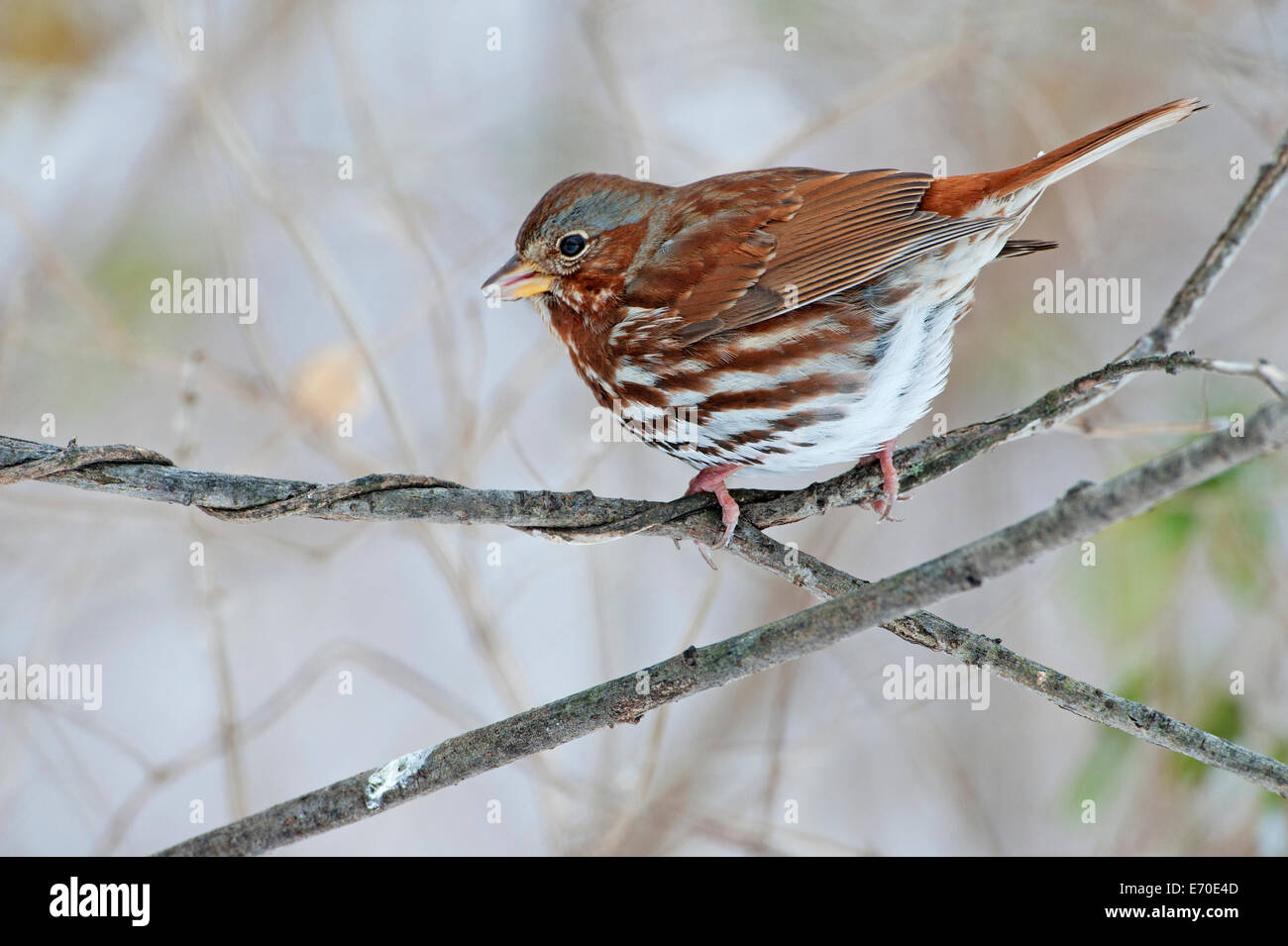 Fox sparrow hi-res stock photography and images - Alamy