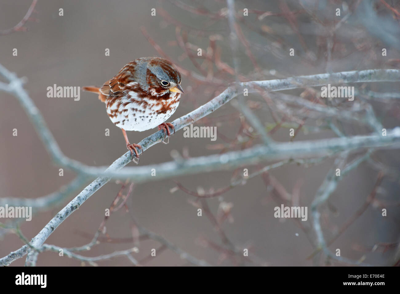 Fox sparrow hi-res stock photography and images - Alamy