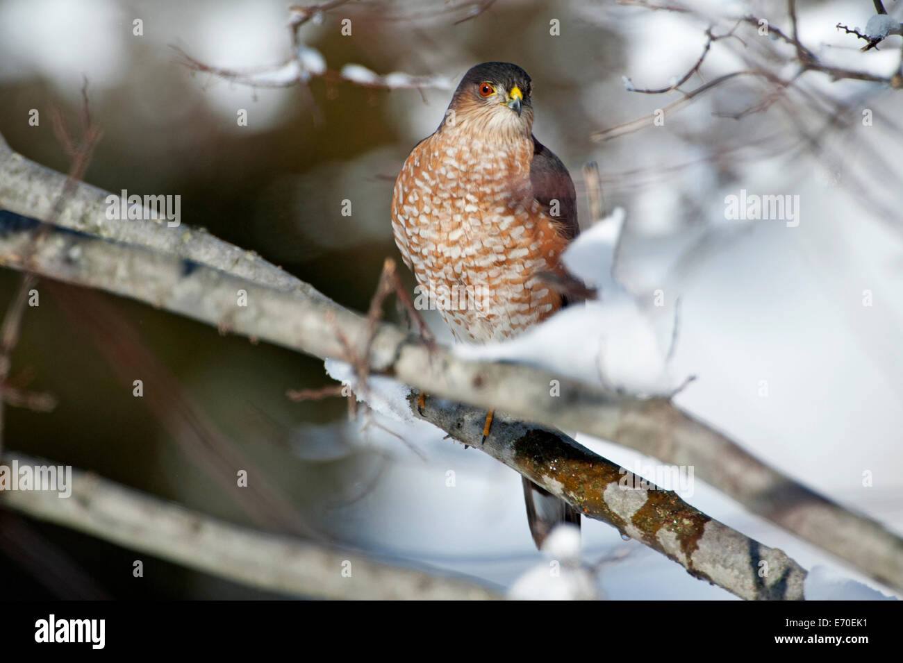 Winter hawk hi-res stock photography and images - Alamy