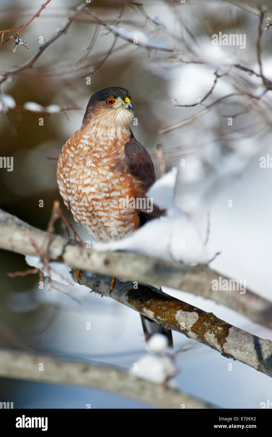 Adult sharp-shinned hawk in winter setting Stock Photo - Alamy