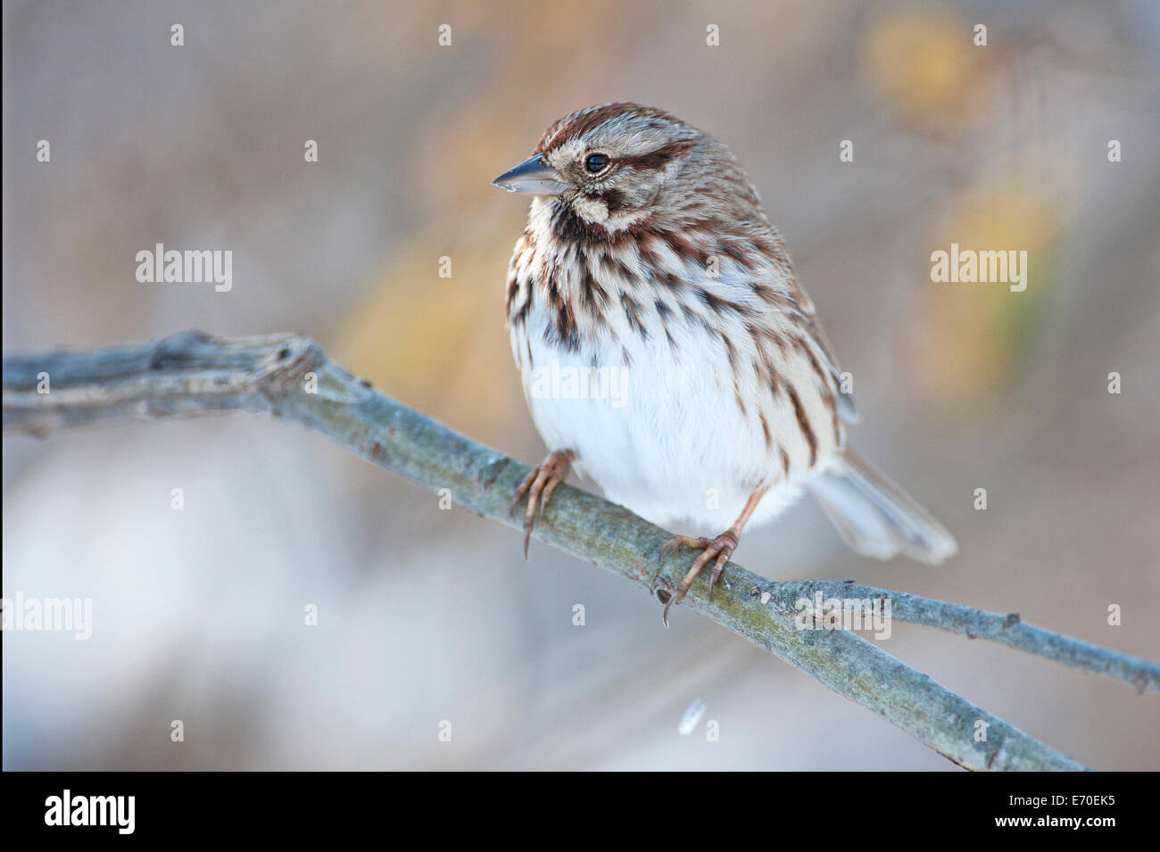 Song sparrow portrait in winter Stock Photo - Alamy