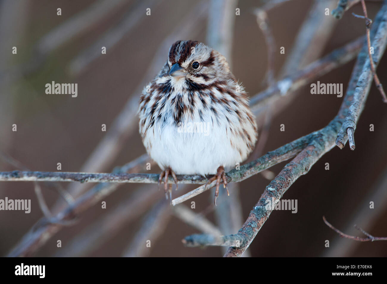 Song sparrow portrait Stock Photo - Alamy